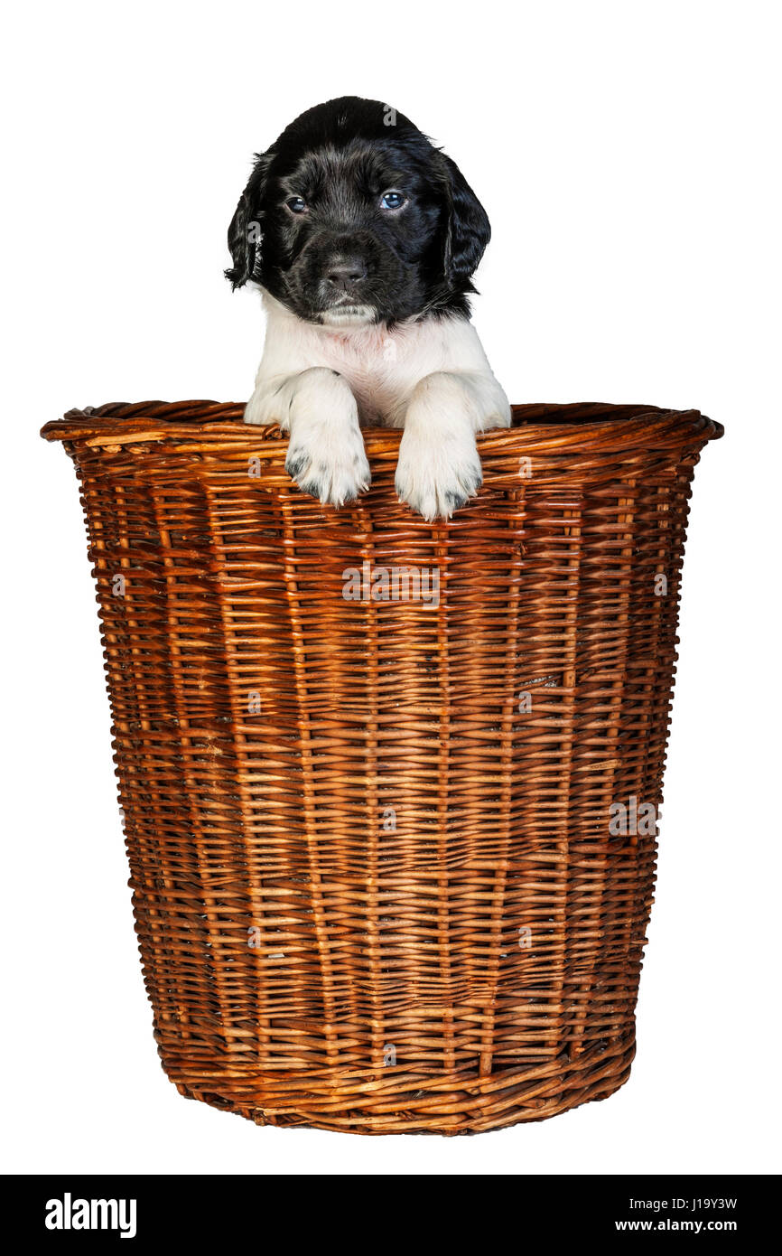 A 4 week old black and white English Springer Spaniel puppy in a wicker ...