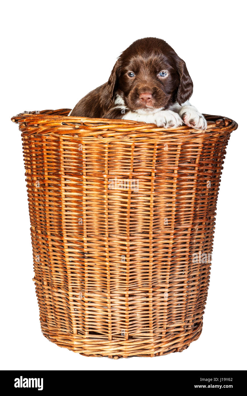 A 4 week old liver and white English Springer Spaniel puppy in a wicker ...