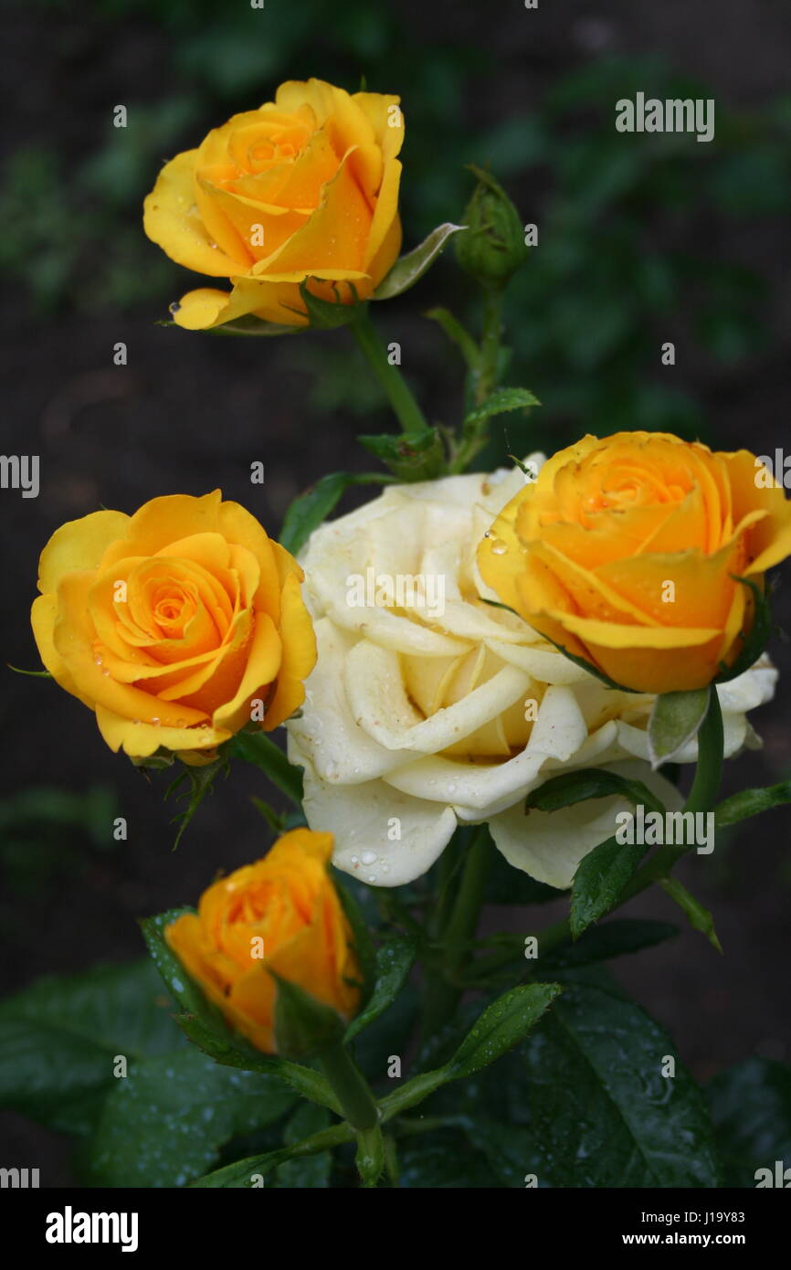 A bouquet of yellow roses in the garden Stock Photo - Alamy