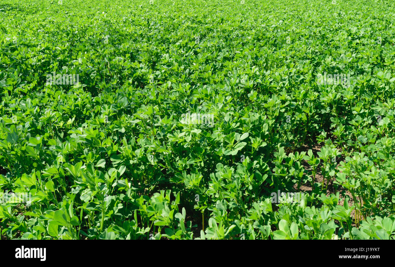 Alfalfa grass hi-res stock photography and images - Alamy