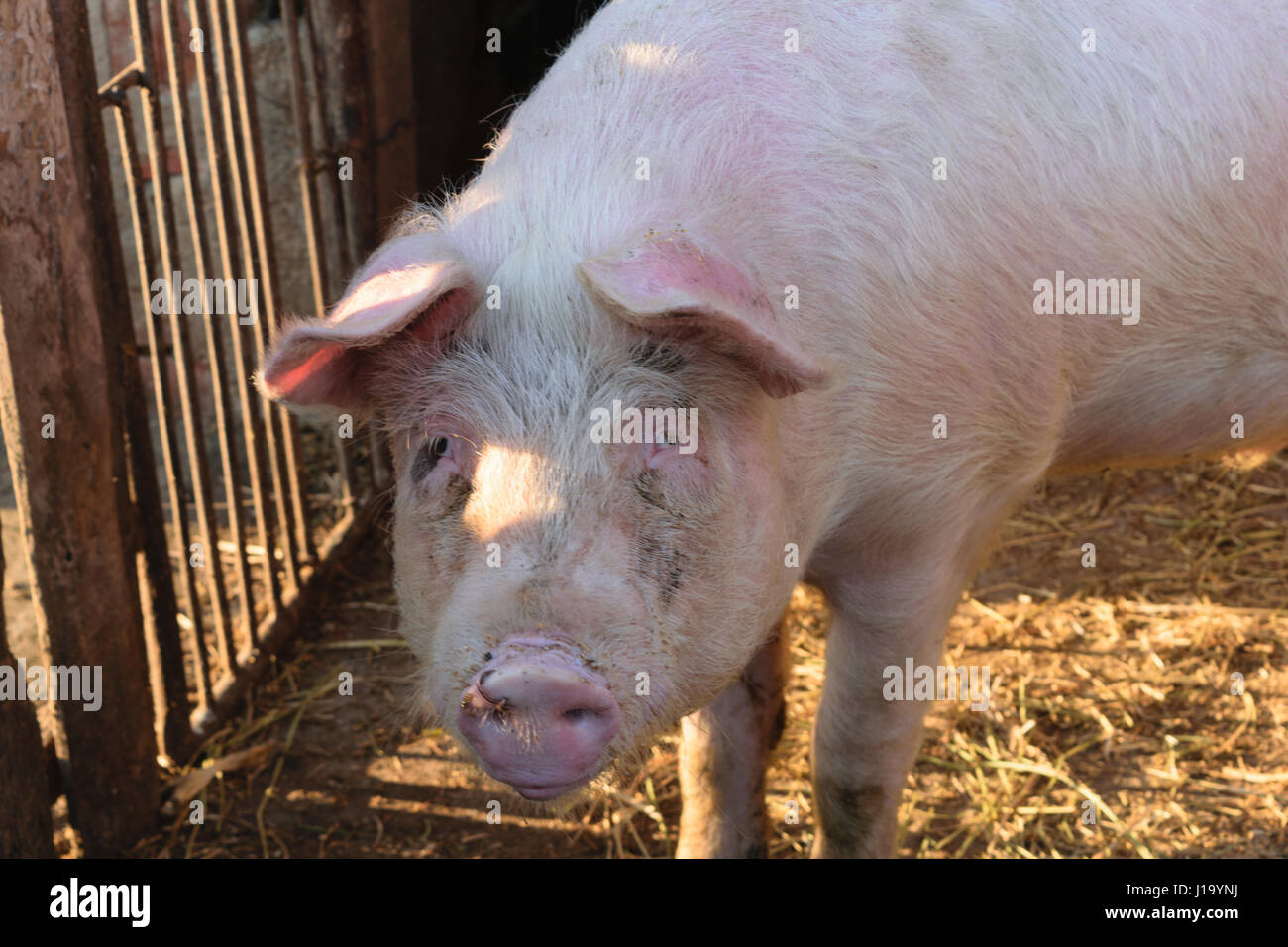 Pig livestock domestic head hi-res stock photography and images - Alamy