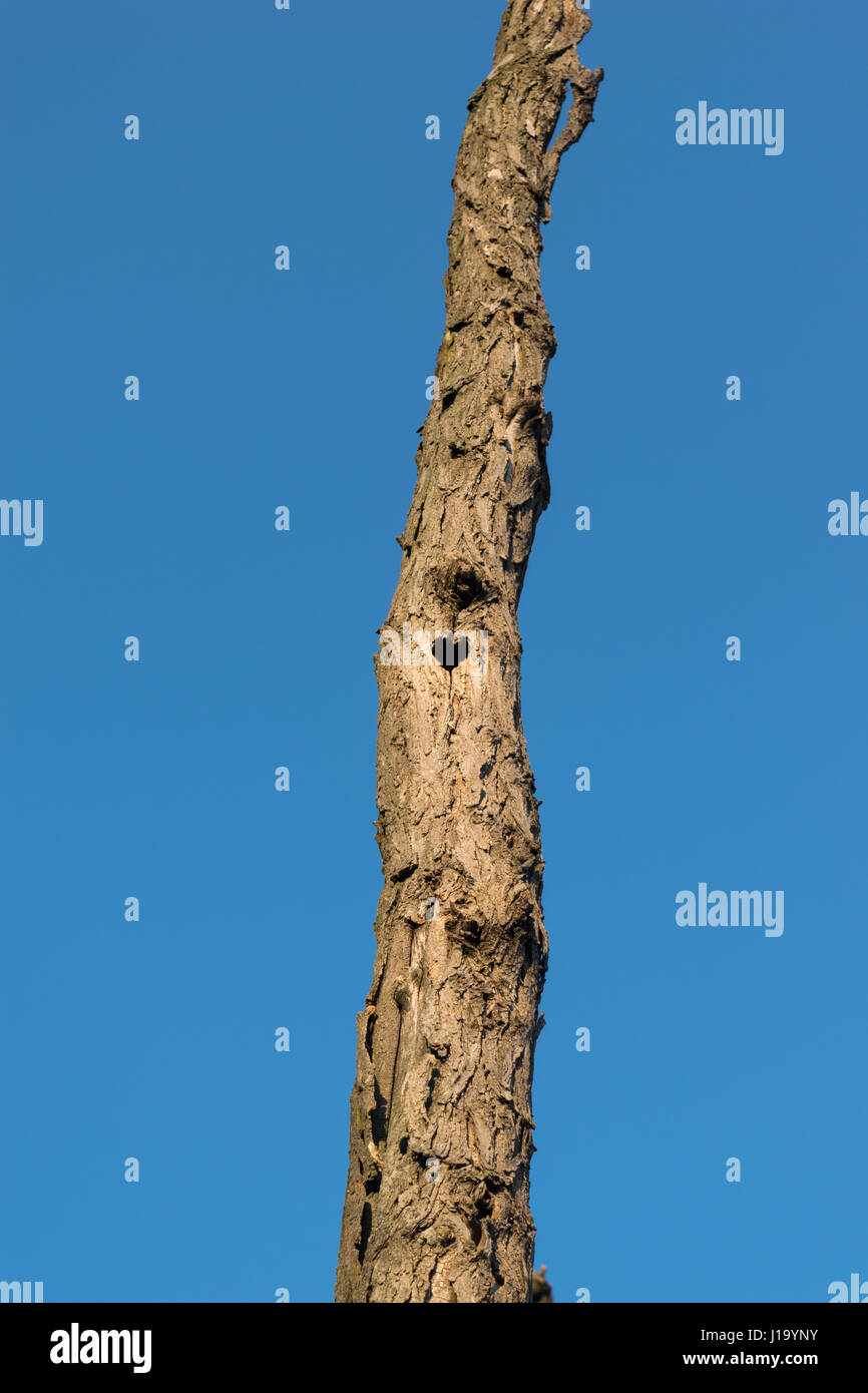 Acacia tree trunk hi-res stock photography and images - Alamy
