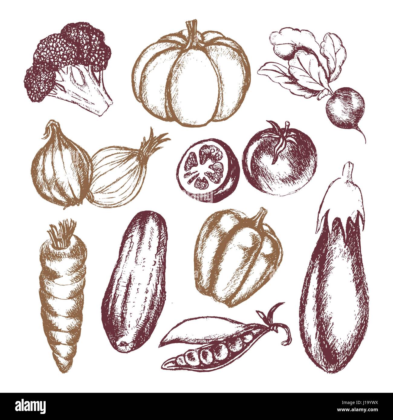 Vegetables - colored hand drawn illustrative composition Stock Vector ...