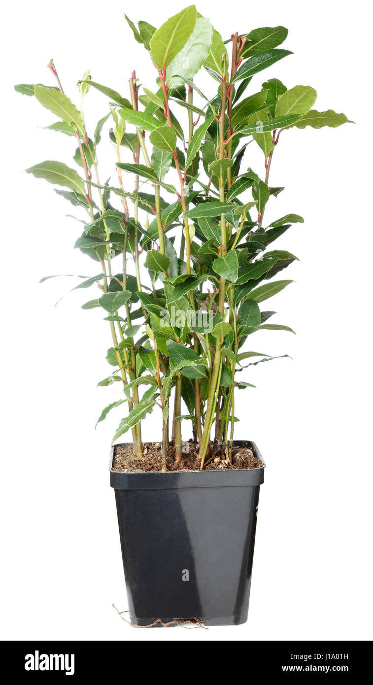 Bay bush - Laurus nobilis . Laurel bush, isolated on white background ...