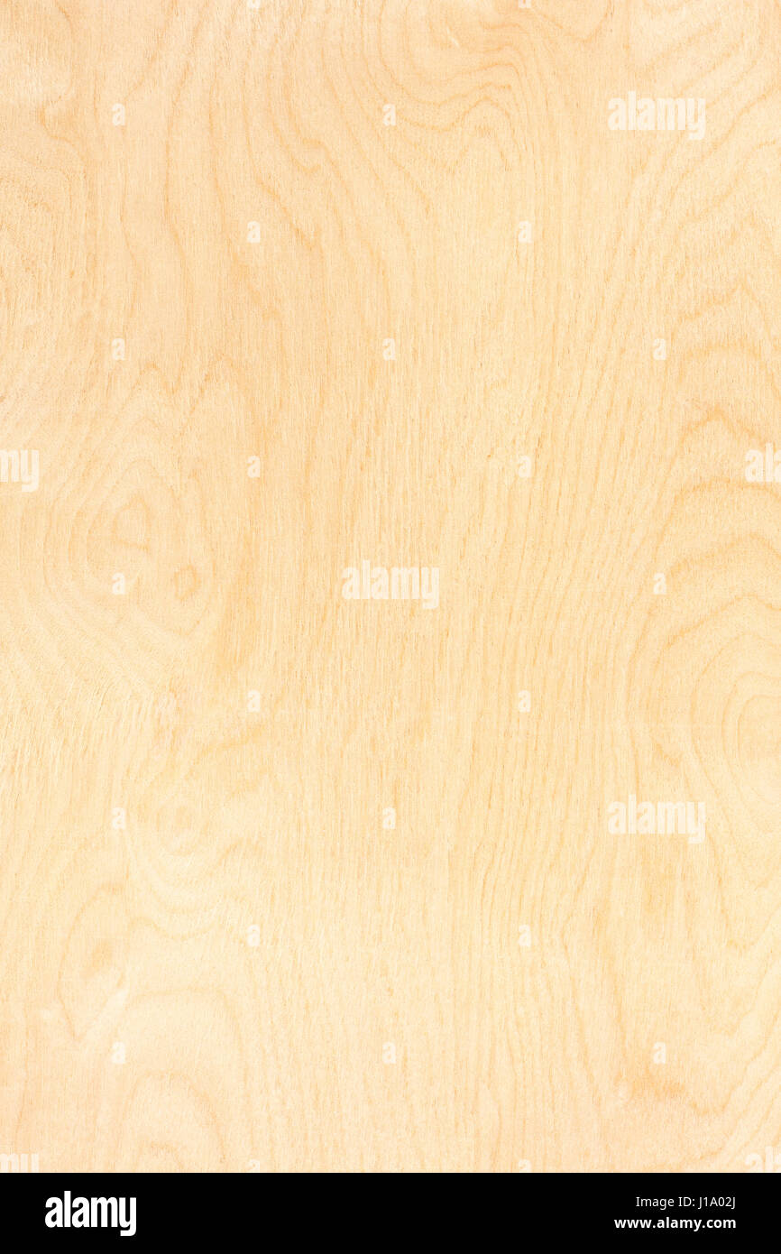 Birch Wood Texture