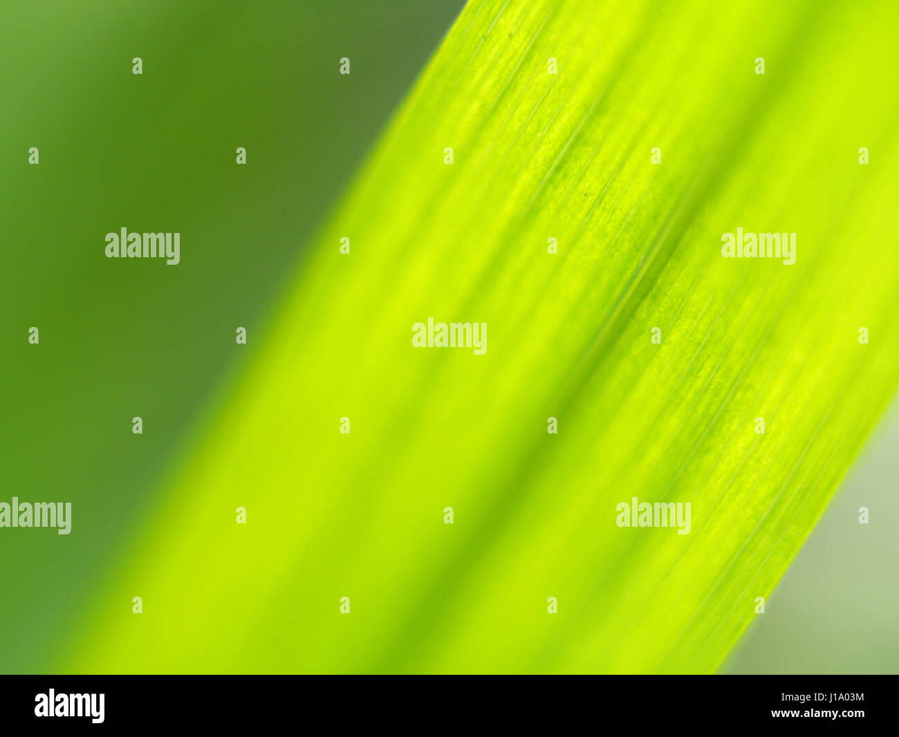 Close up of plant leaves Stock Photo - Alamy