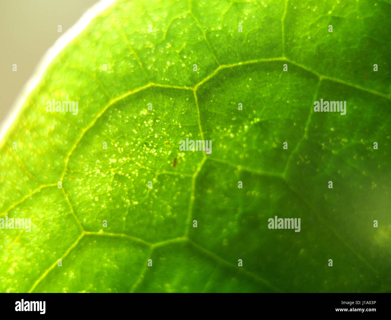 Close up of plant leaves Stock Photo - Alamy