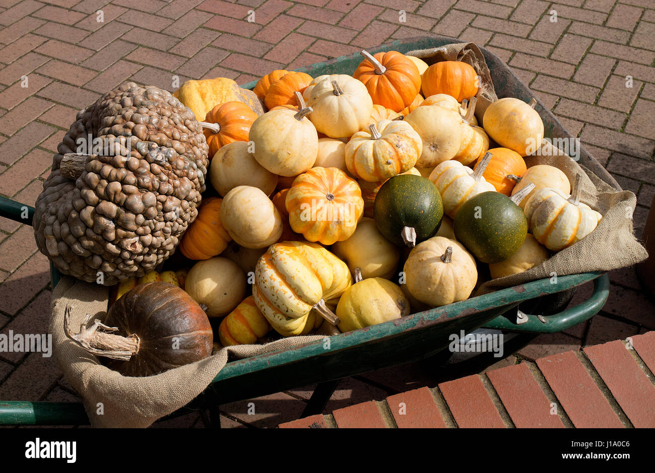 A display of squashes and pumpkins in a wheelbarrow Stock Photo - Alamy