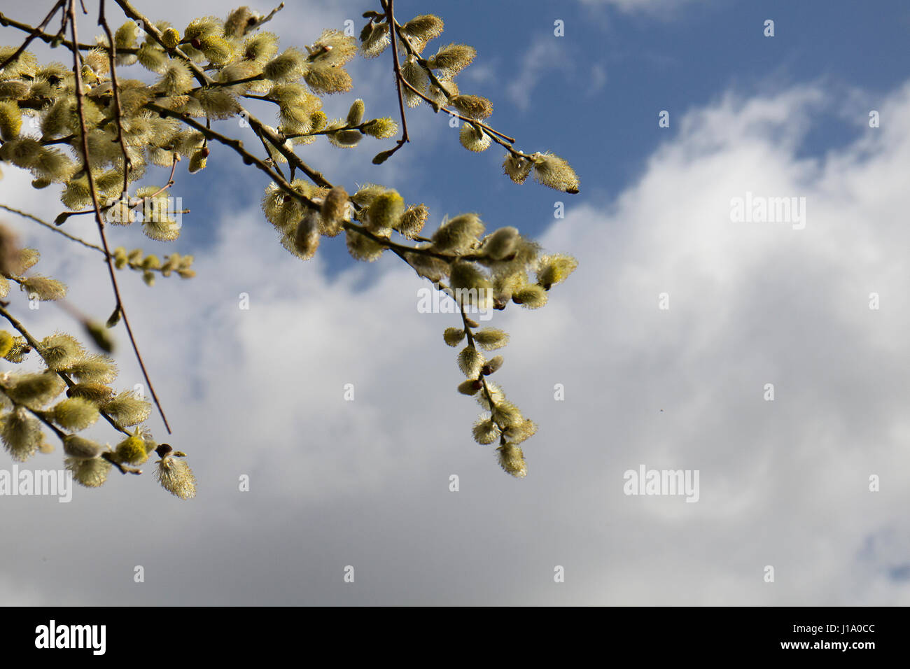Pussy willow catkins on tree Stock Photo - Alamy