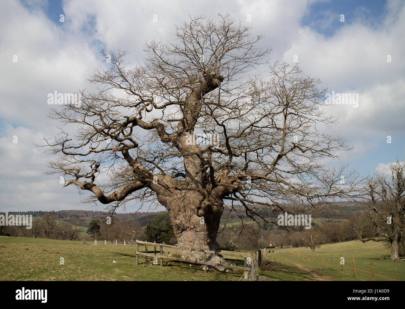 A very old oak tree in Winter, Wonersh Surrey Stock Photo - Alamy