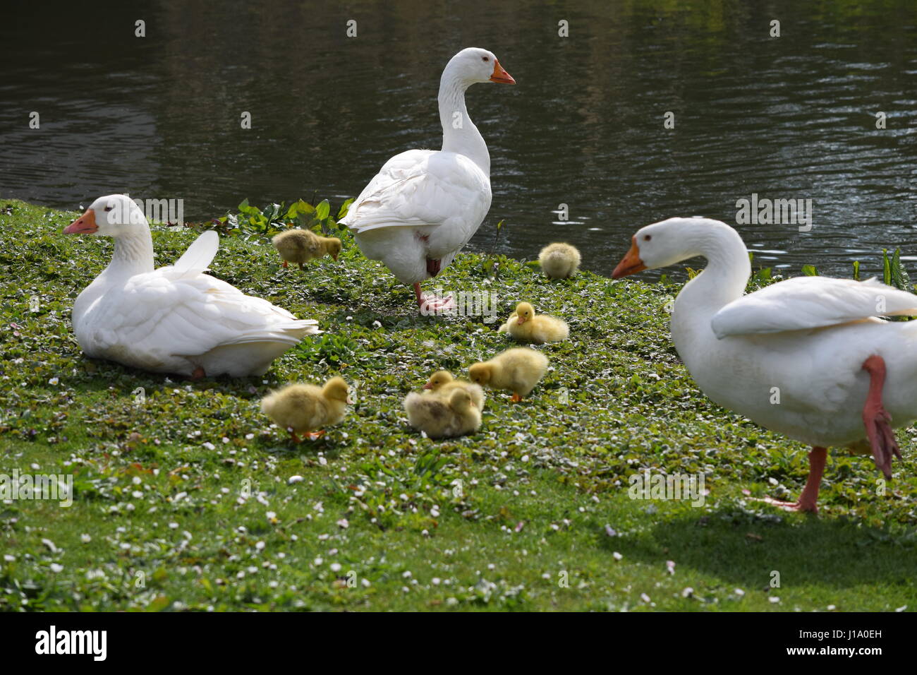 geese and babes on the river bank Stock Photo - Alamy