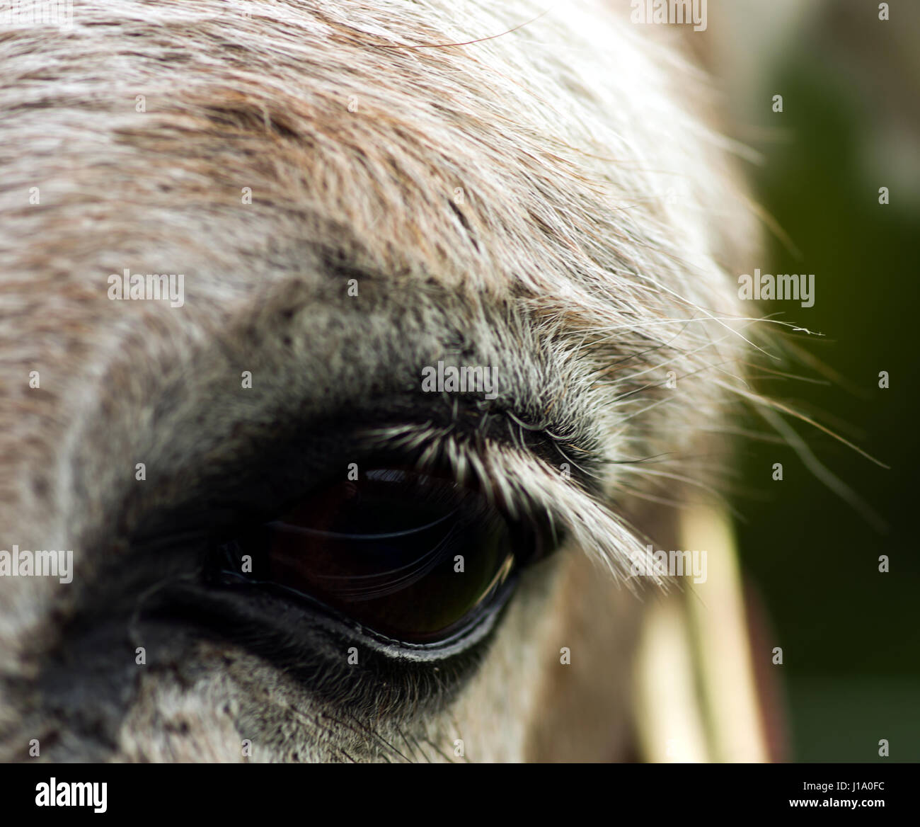 Donkey staring hi-res stock photography and images - Alamy