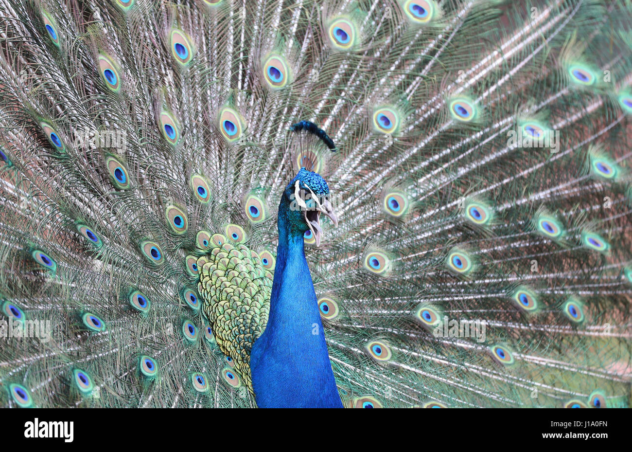 South lakes safari hi-res stock photography and images - Alamy