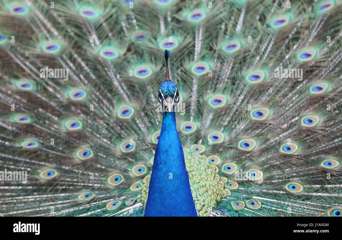 Safari lakes zoo cumbria hi-res stock photography and images - Alamy