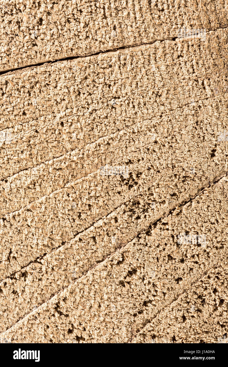 Oak cross section hi-res stock photography and images - Alamy