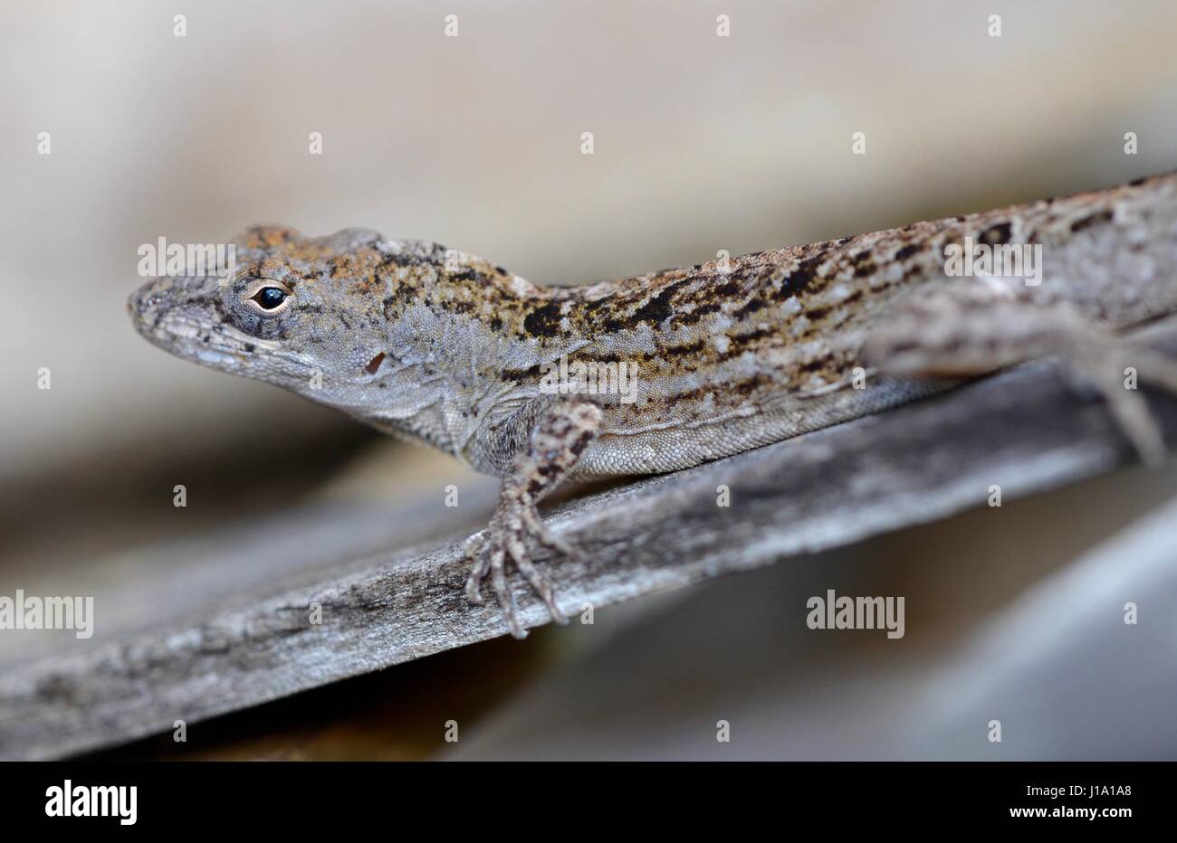 Lizard Macro Photography Stock Photo - Alamy