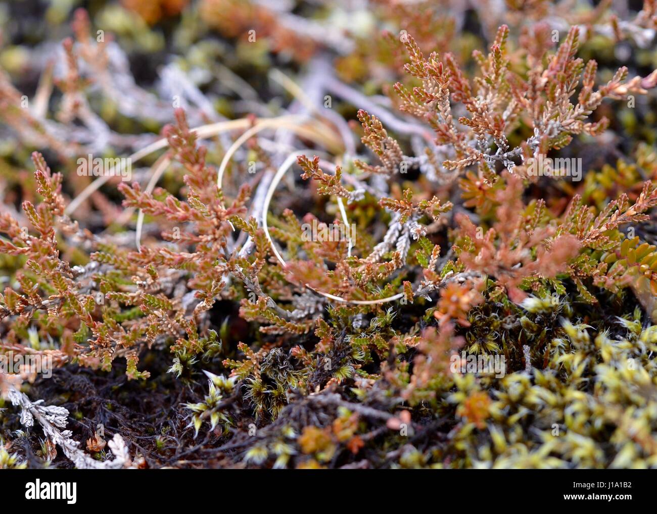 Mossy Lava Rocks in Iceland Stock Photo - Alamy