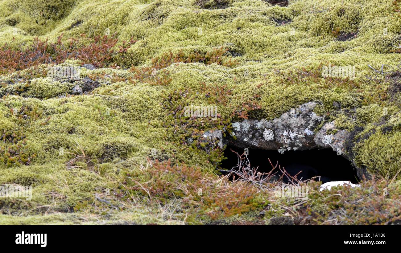 Mossy Lava Rocks in Iceland Stock Photo - Alamy