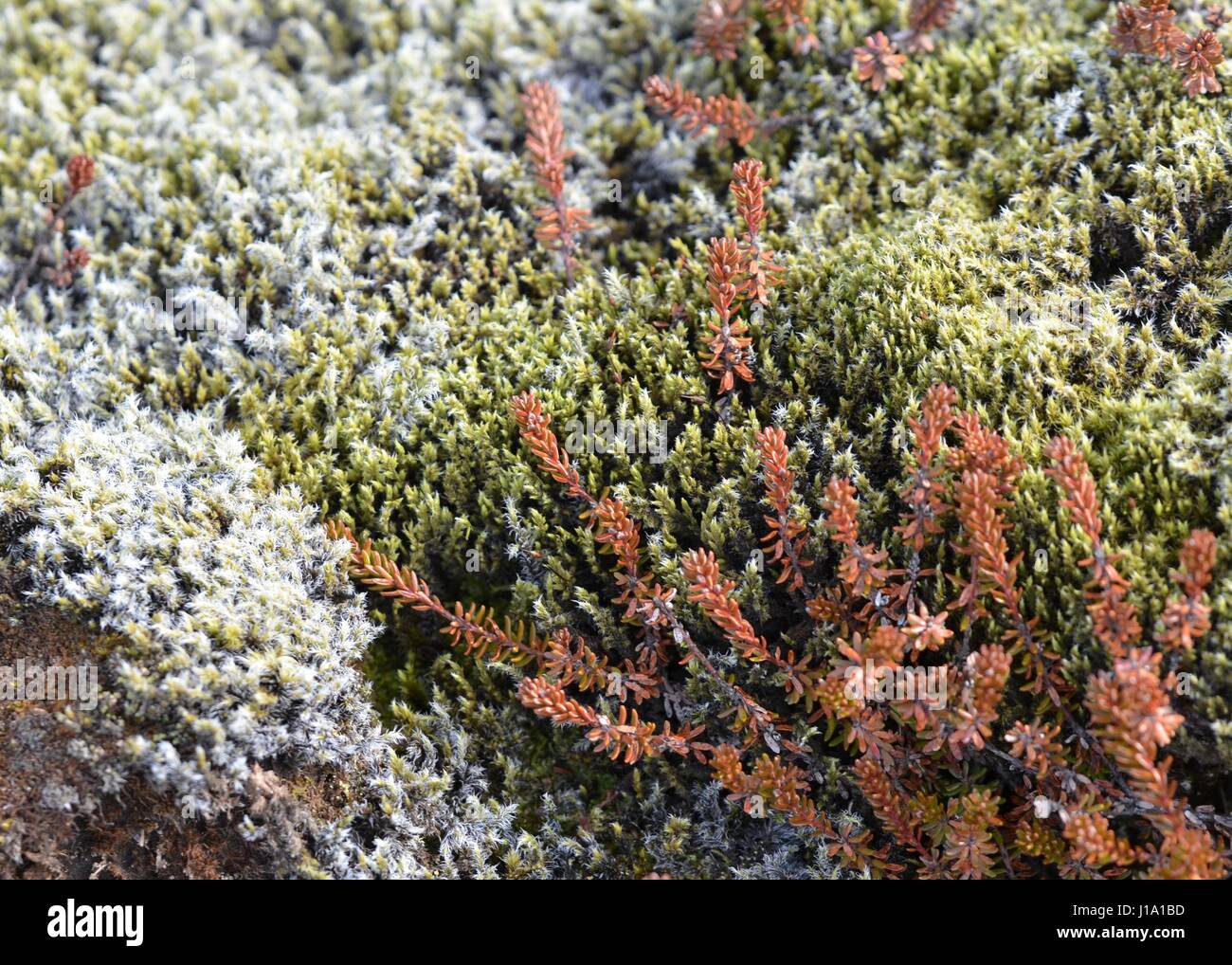 Mossy Lava Rocks in Iceland Stock Photo - Alamy