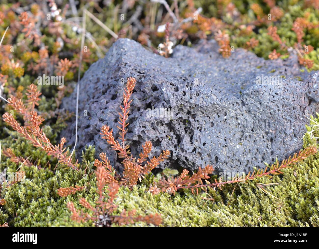 Mossy Lava Rocks in Iceland Stock Photo - Alamy