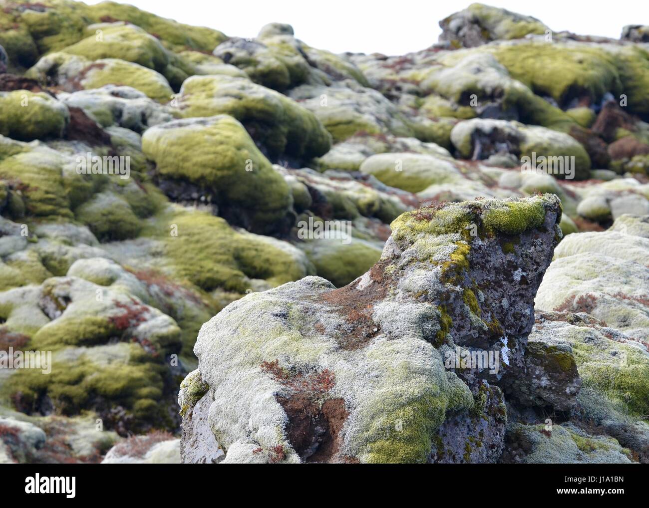 Mossy Lava Rocks in Iceland Stock Photo - Alamy