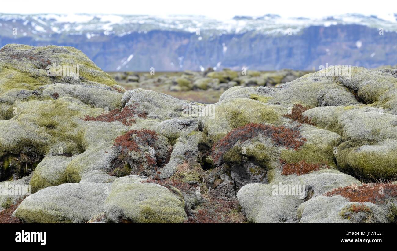 Mossy Lava Rocks in Iceland Stock Photo - Alamy
