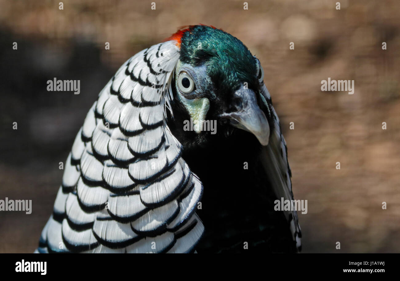 Lady Amherst's Pheasant (chrysolophus amherstiae Stock Photo - Alamy