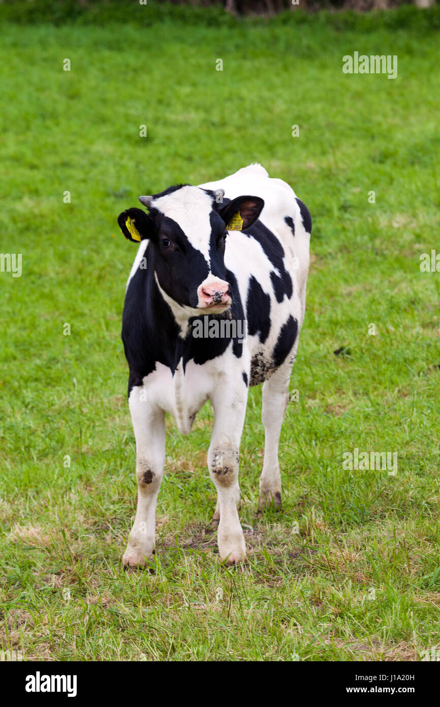Cow in the field Stock Photo - Alamy