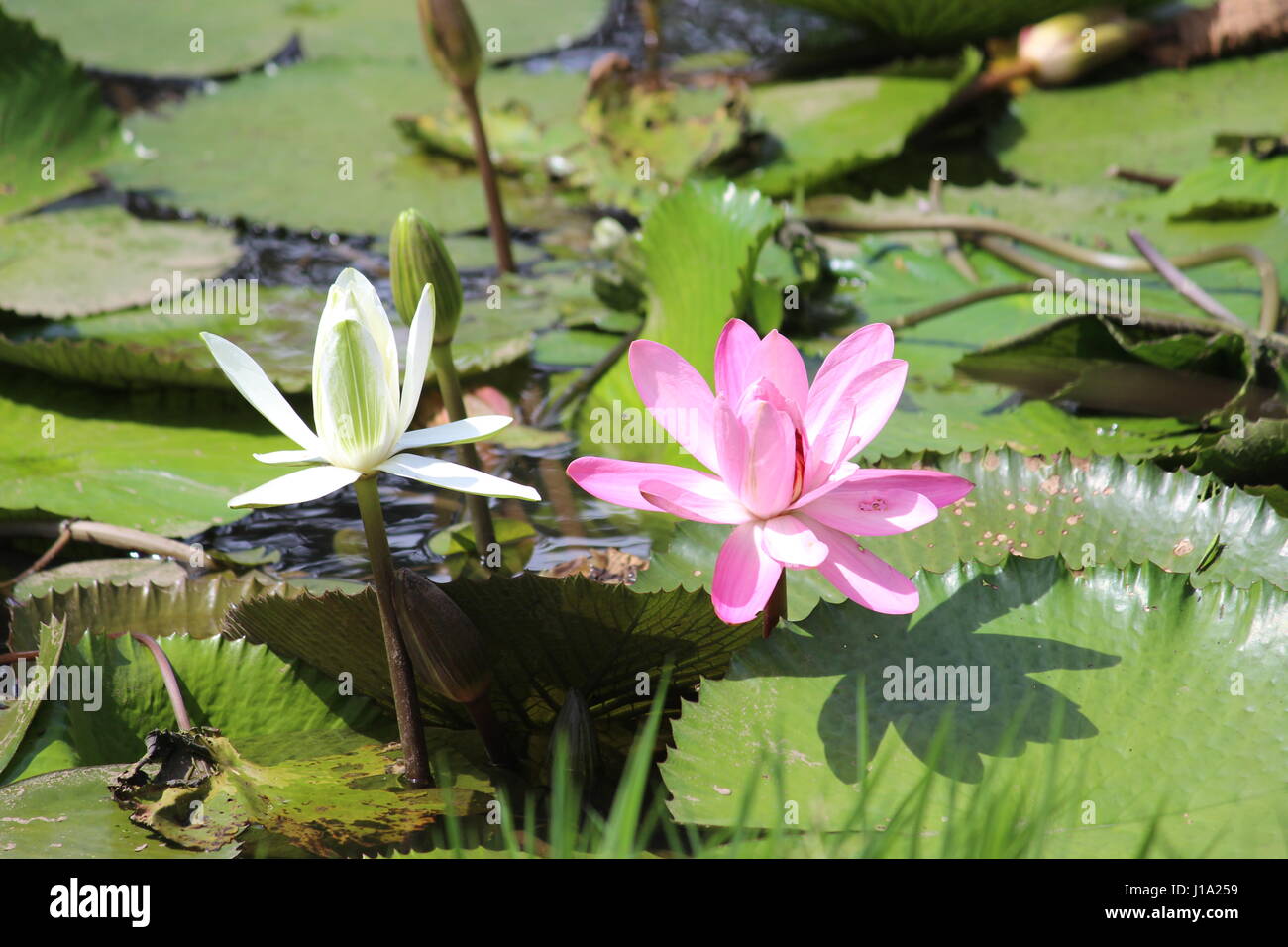 White pink water lily hi-res stock photography and images - Alamy