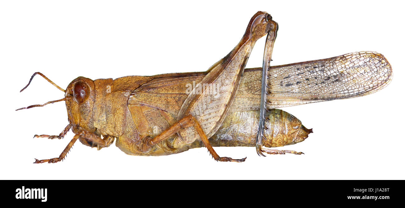 Blue-winged Grasshopper on white Background - Oedipoda caerulescens ...