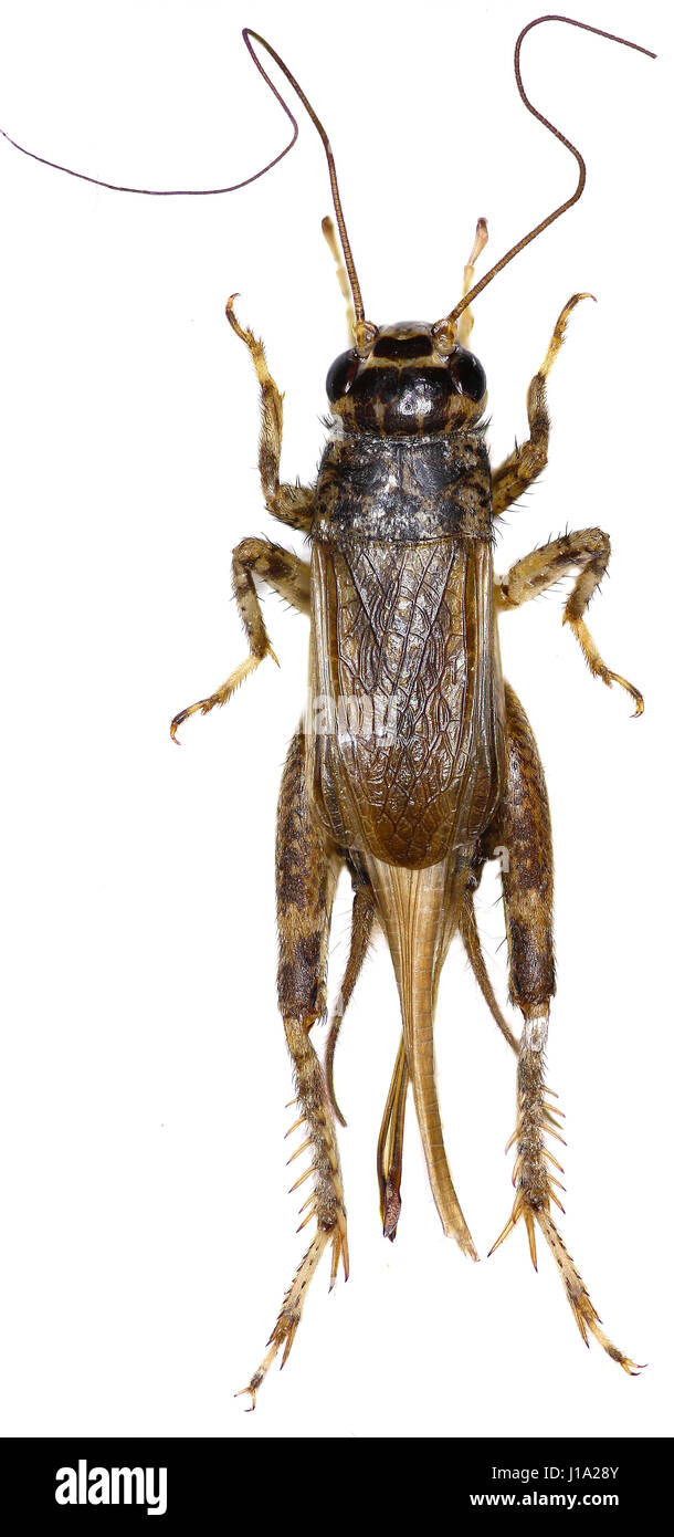 Cricket (insect) on white Background - Eumodicogryllus bordigalensis ...
