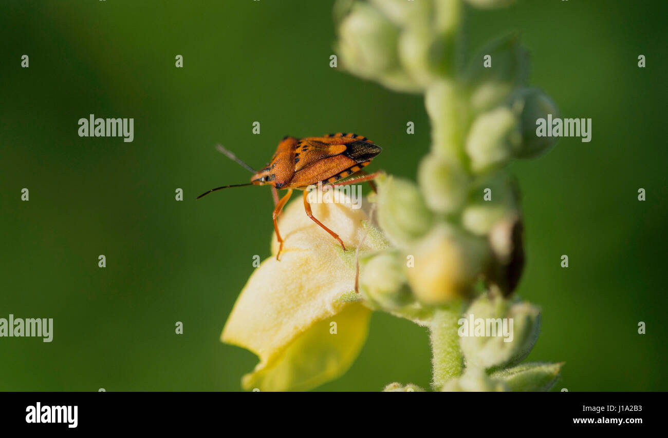 Red shield bug on green Plant - Carpocoris mediterraneus (Tamanini ...