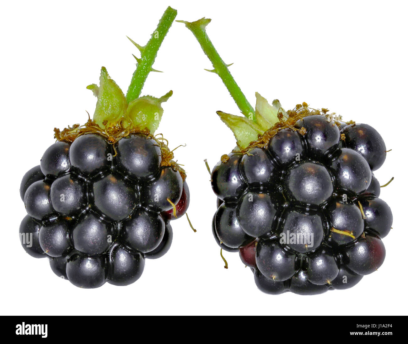 Wild blackberry Cut Out Stock Images & Pictures - Alamy