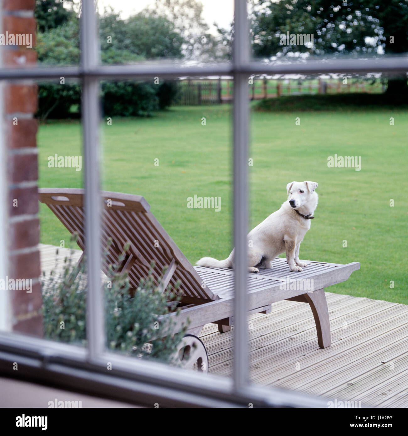 Dog sitting on chair furniture hi-res stock photography and images - Alamy