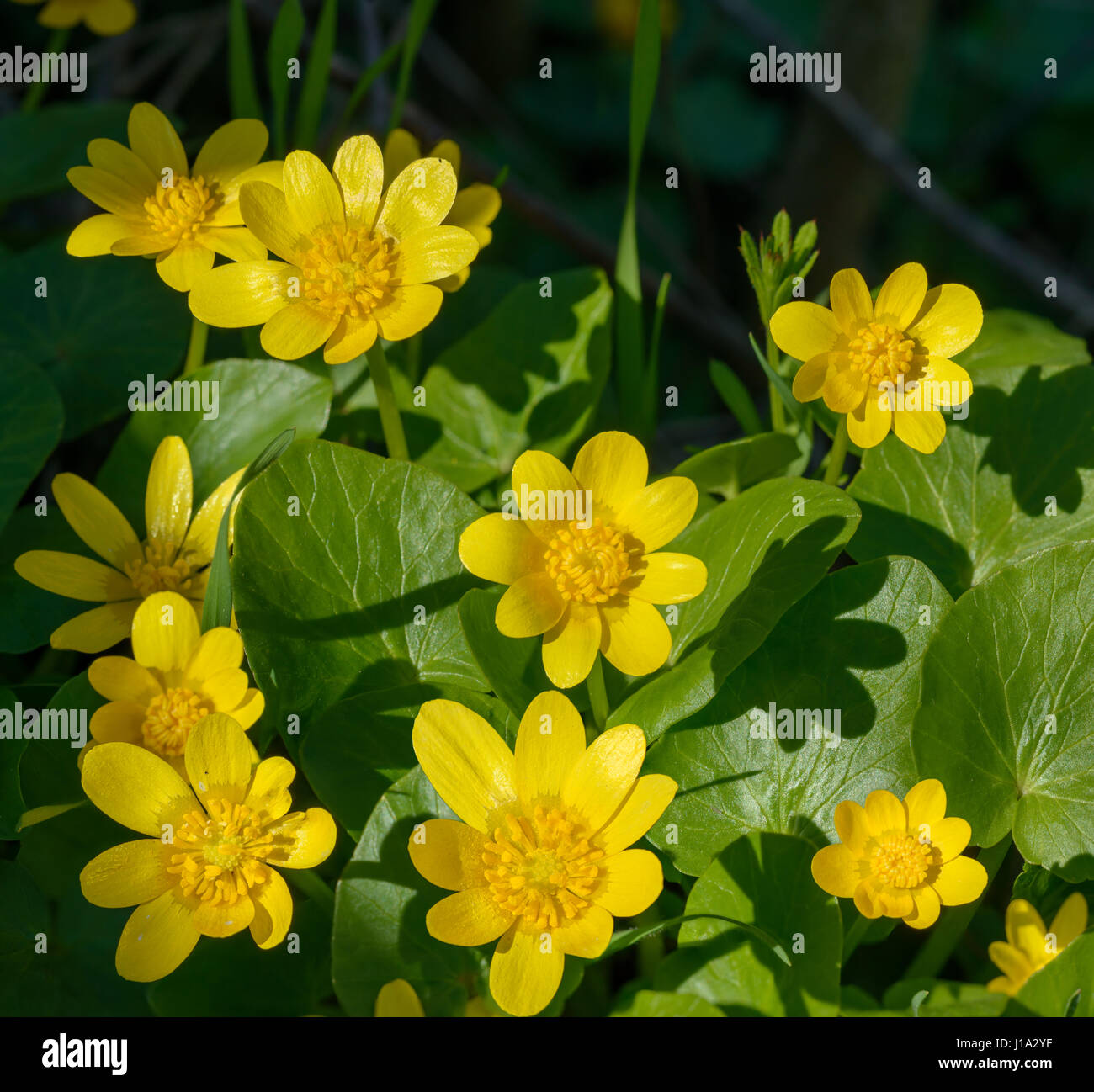 Close-up many bright yellow flowers of fig buttercup (ficaria verna ...