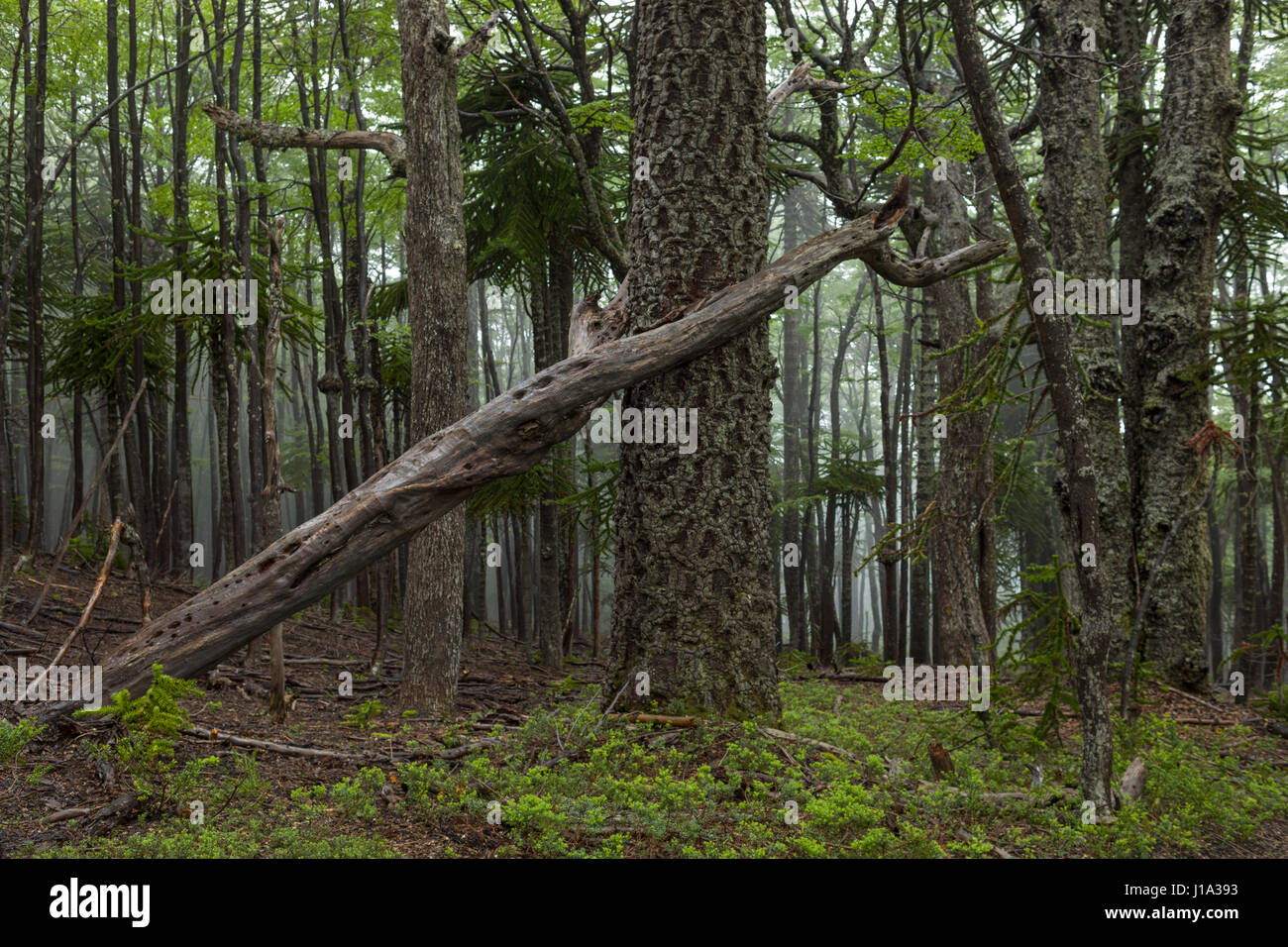 Araucaria trees hi-res stock photography and images - Alamy