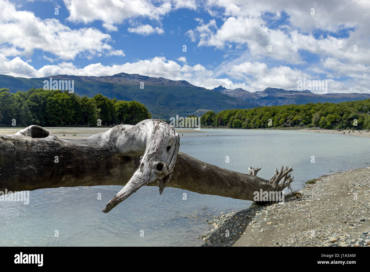 old silver tree trunk looking like a swordfish Stock Photo - Alamy