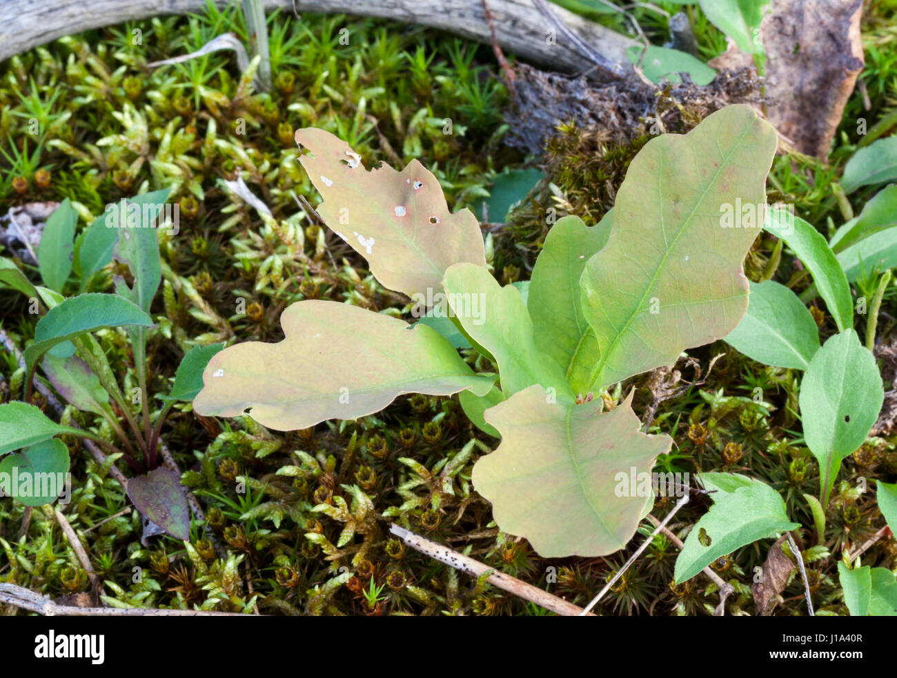 Oak seedling (Quercus robbur Stock Photo - Alamy