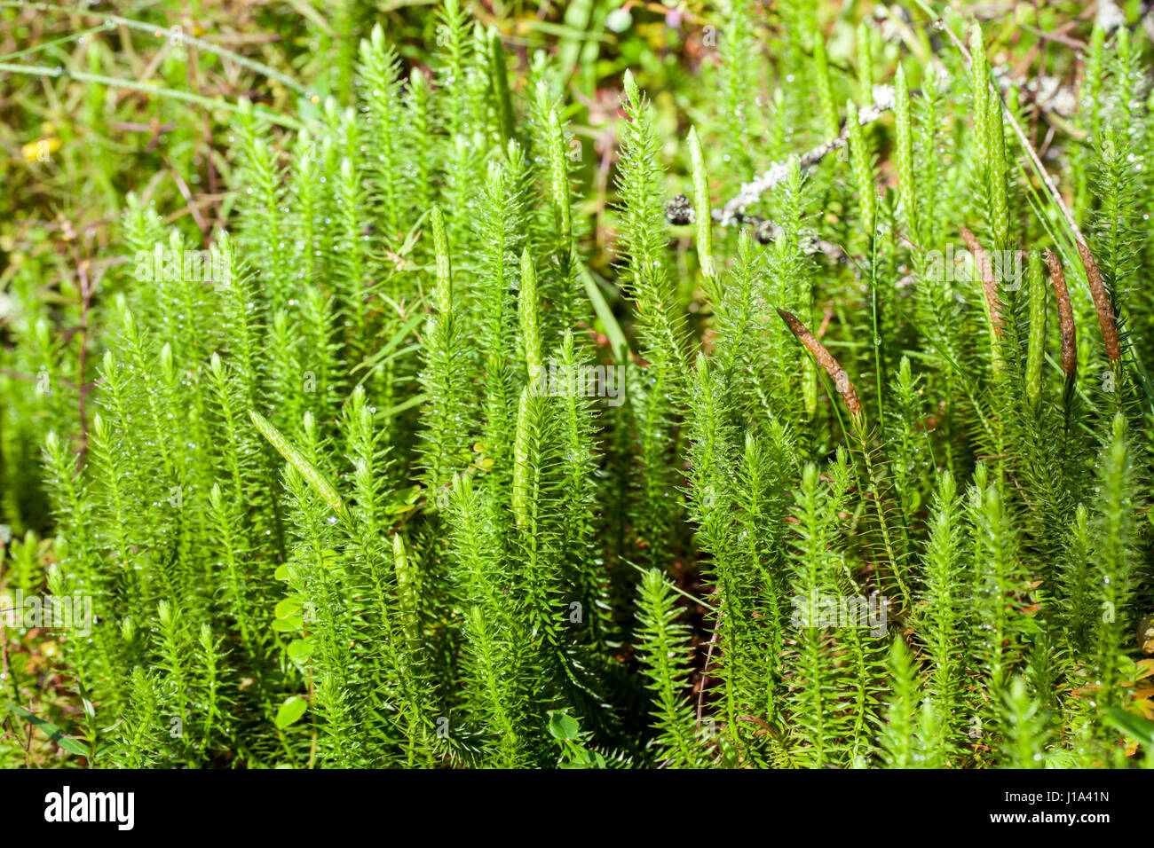 Club Moss Trailing