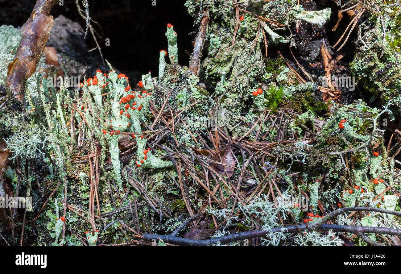 Coccifera hi-res stock photography and images - Alamy