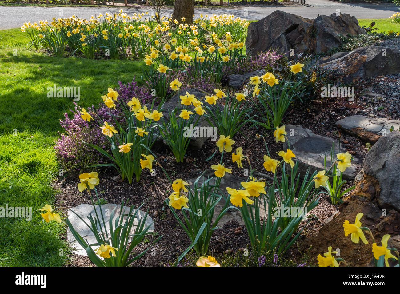 A view of a garden of Daffodils Stock Photo - Alamy