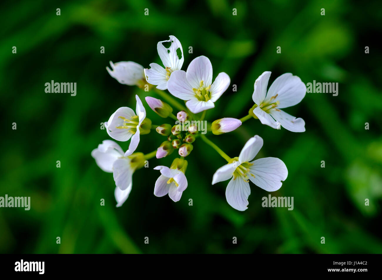 Cuckoo flower, lady's smock, Cardamon pratensis, The plant grows wild ...