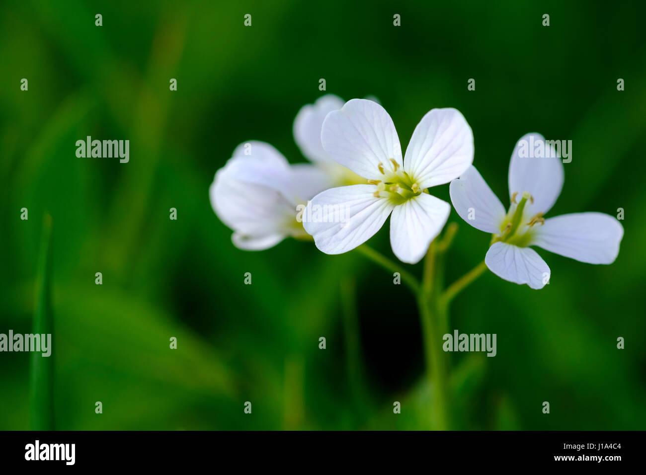 Cuckoo flower, lady's smock, Cardamon pratensis, The plant grows wild ...