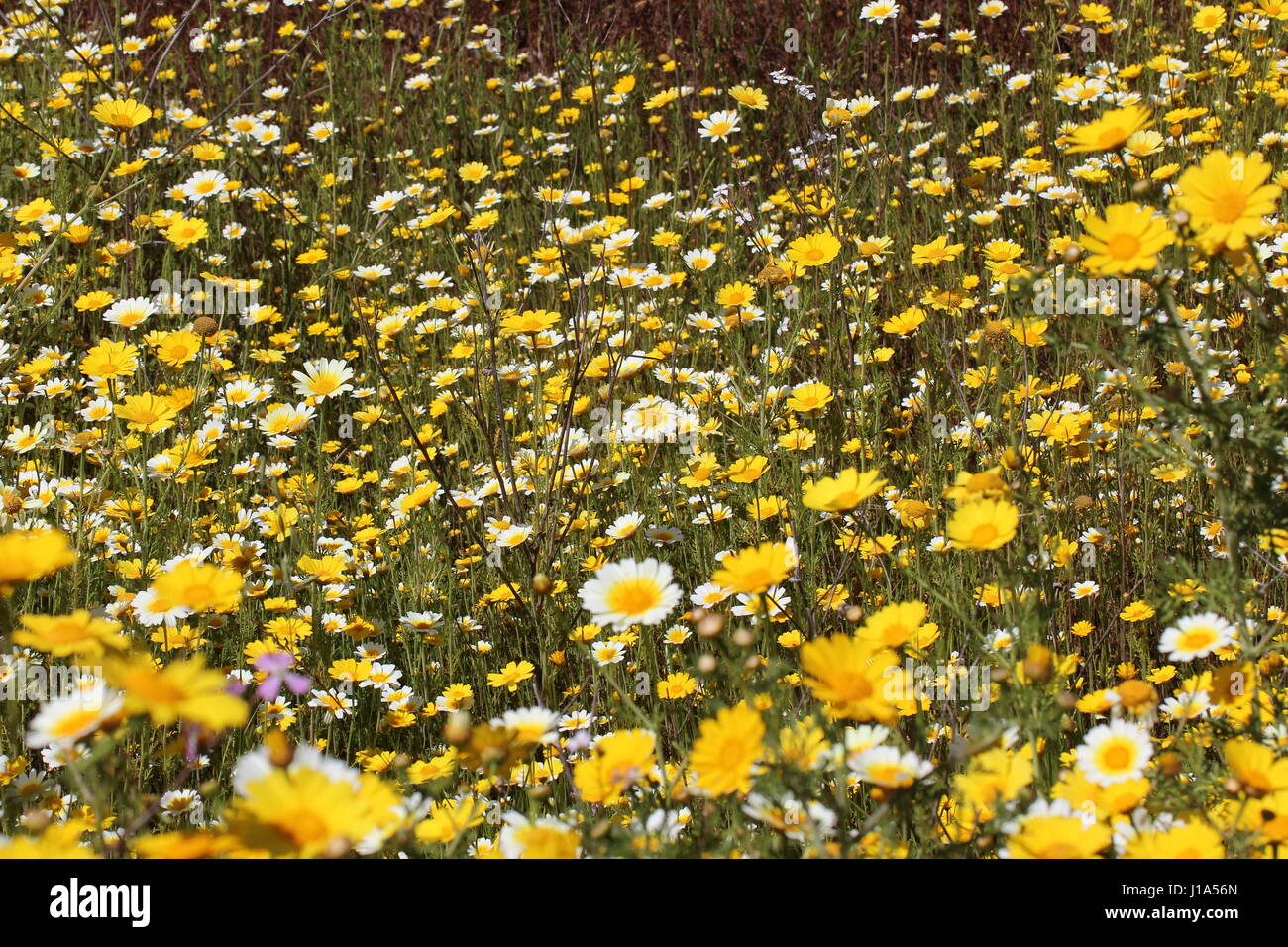 Daisy trail hi-res stock photography and images - Alamy