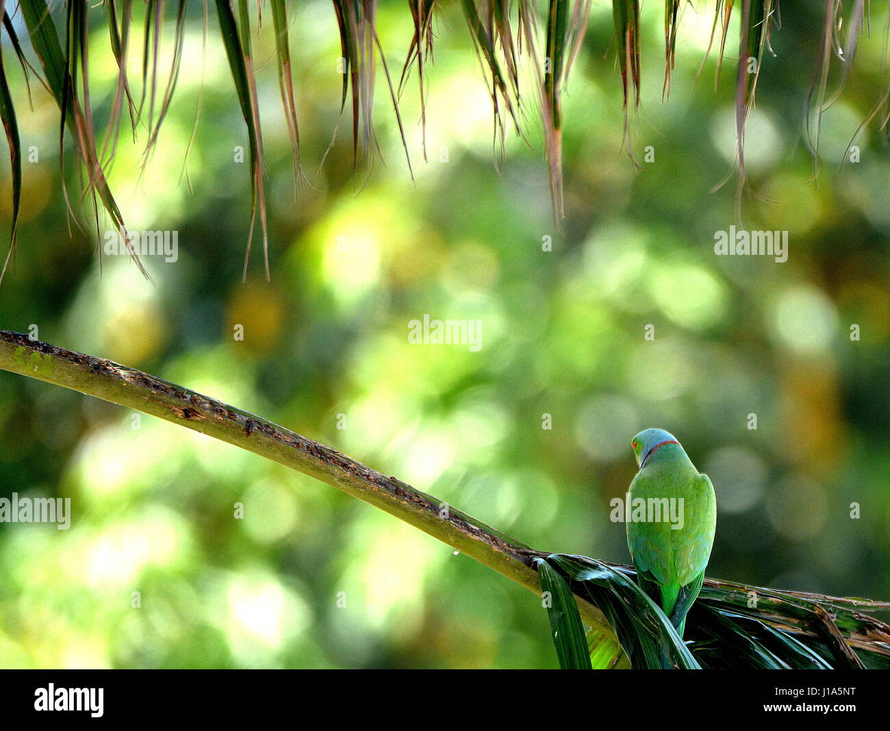 indian birds and wildlife Stock Photo - Alamy