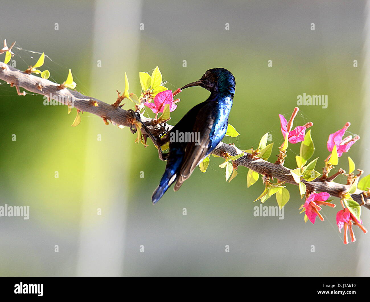 indian birds and wildlife Stock Photo - Alamy