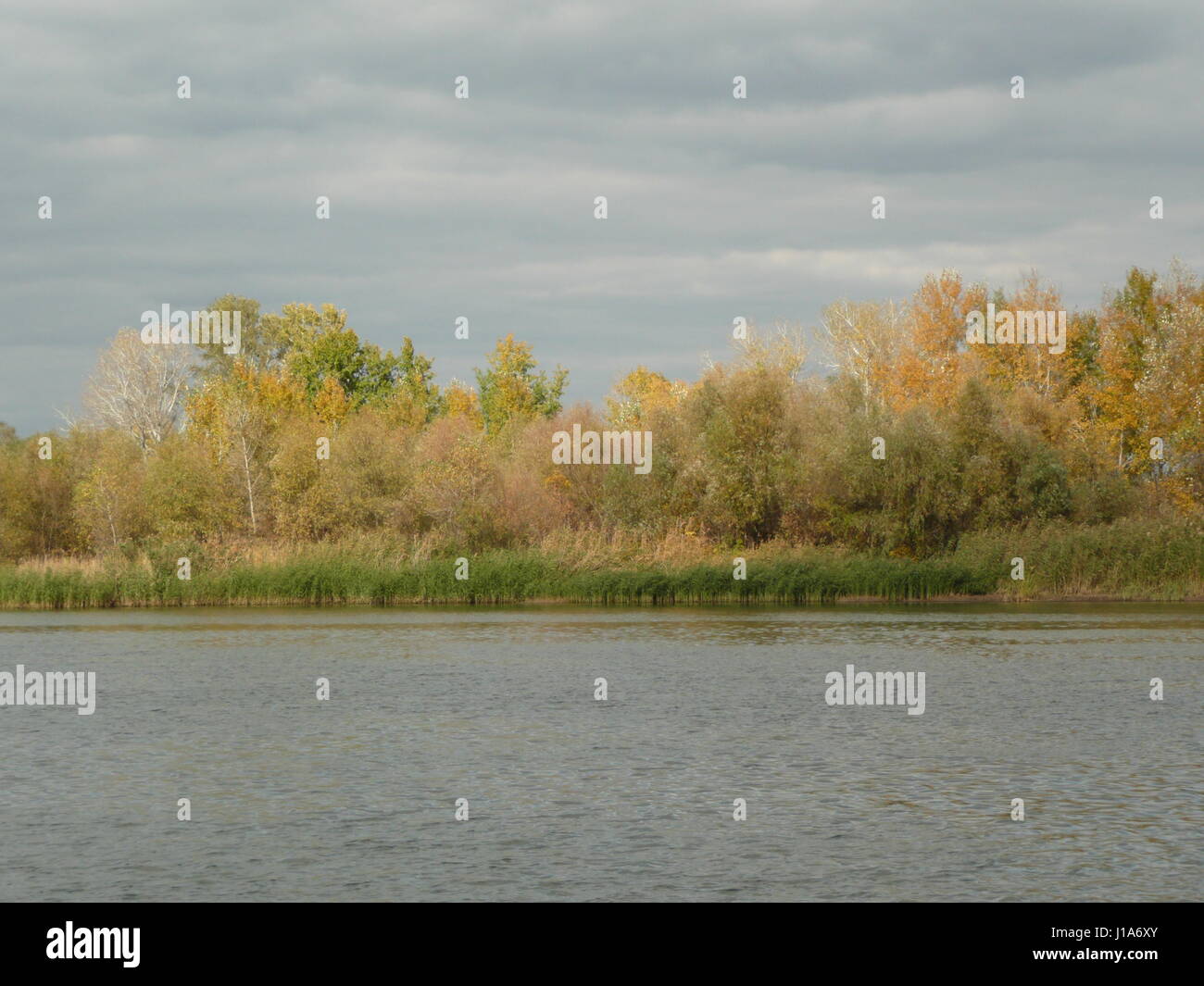 A view of the forest on the banks of the river from the ferry crossing ...