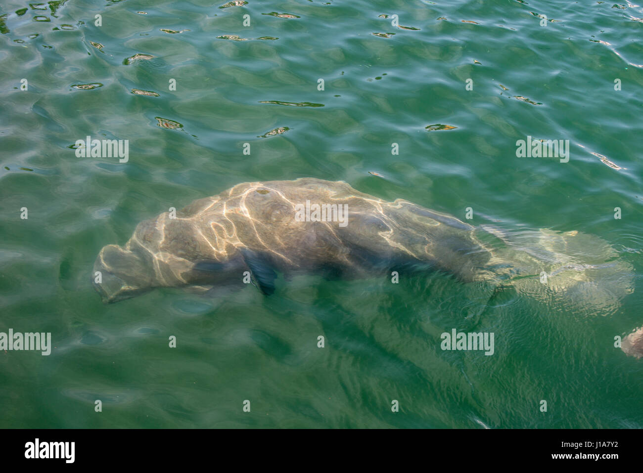 key west manatees in ocean Stock Photo - Alamy