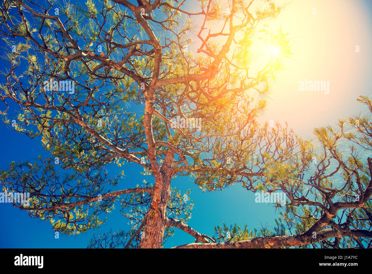 Pine trees against blue sky with sun Stock Photo - Alamy