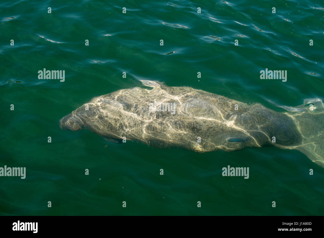 key west manatees in ocean Stock Photo - Alamy